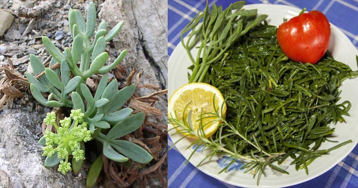 Κρίταμο: Η υπερτροφή των Αρχαίων, η ανεκτίμητη διατροφική αξία, τα ...